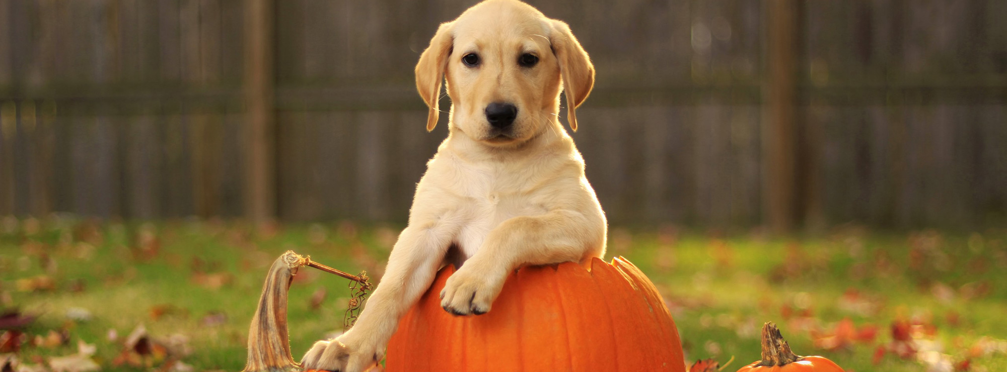 Pups in the Patch Weekend! - Pinehaven Farm