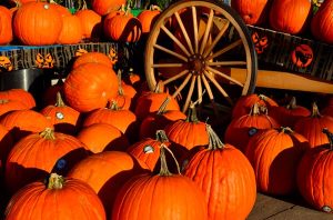 Home - Pinehaven Farm